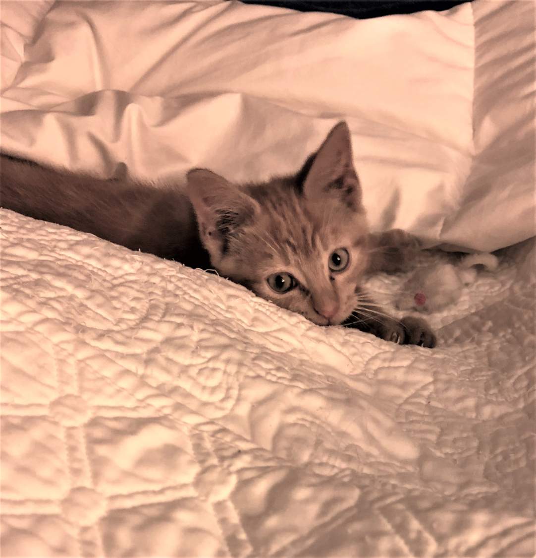 Solve Happy Cat on alert jigsaw puzzle online with 36 pieces