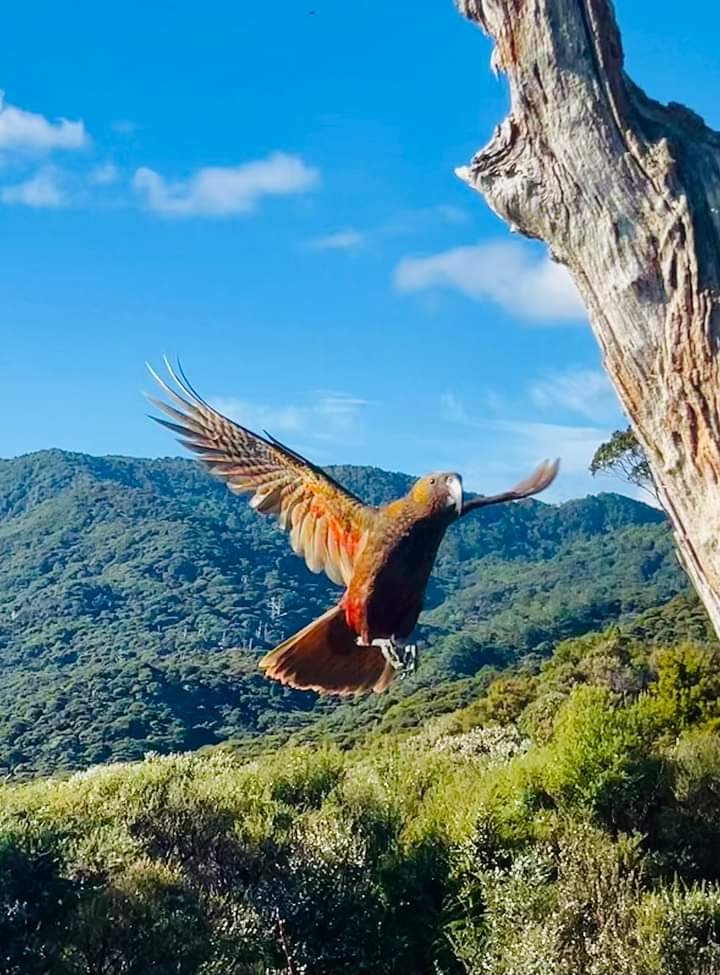 Solve Kea in flight jigsaw puzzle online with 24 pieces