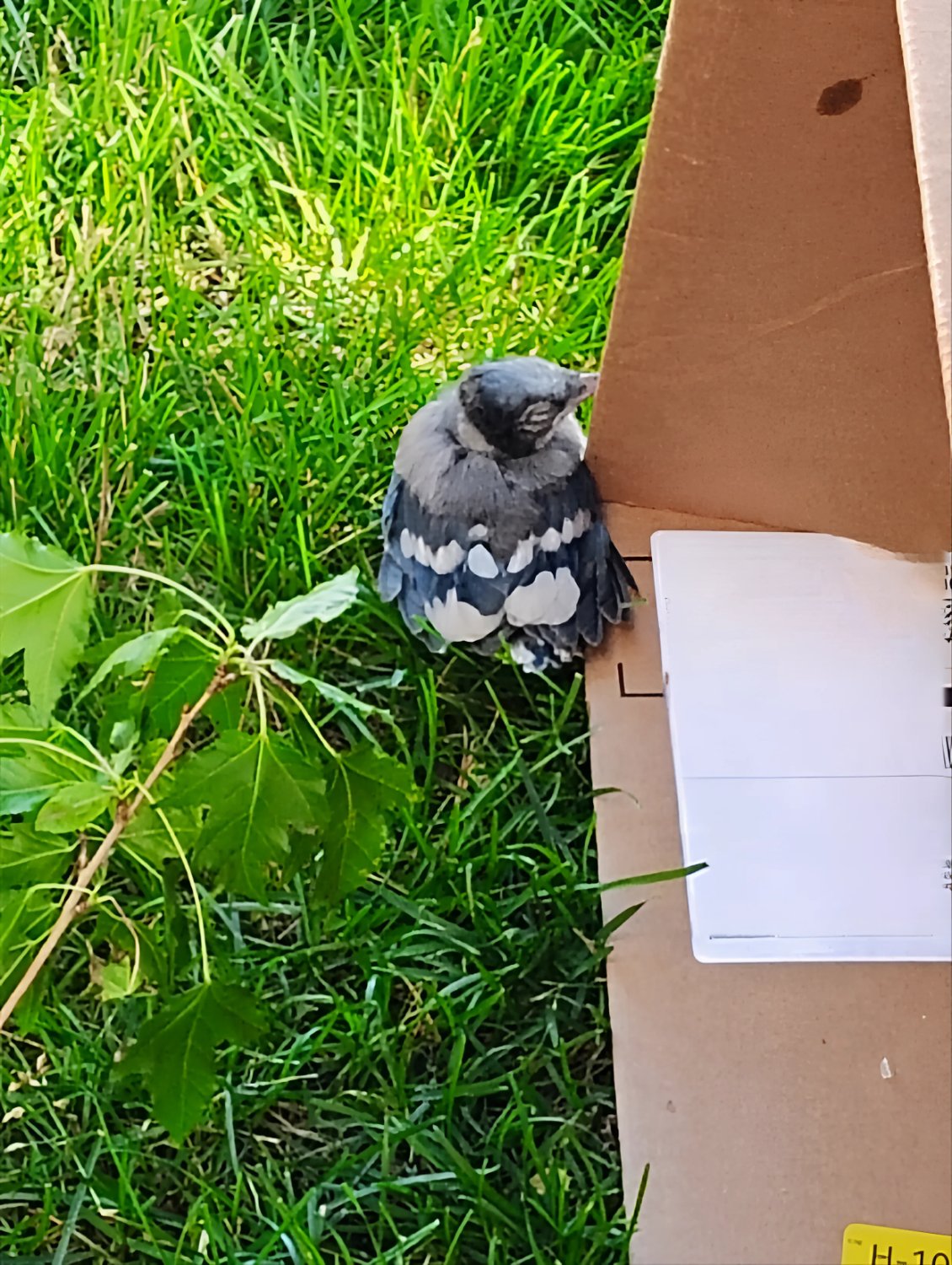 Solve Baby blue jay in our yard can't fly parents and other birds ...