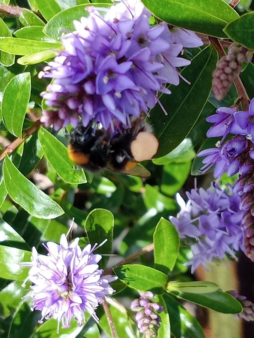 Solve Bees love this colour jigsaw puzzle online with 12 pieces