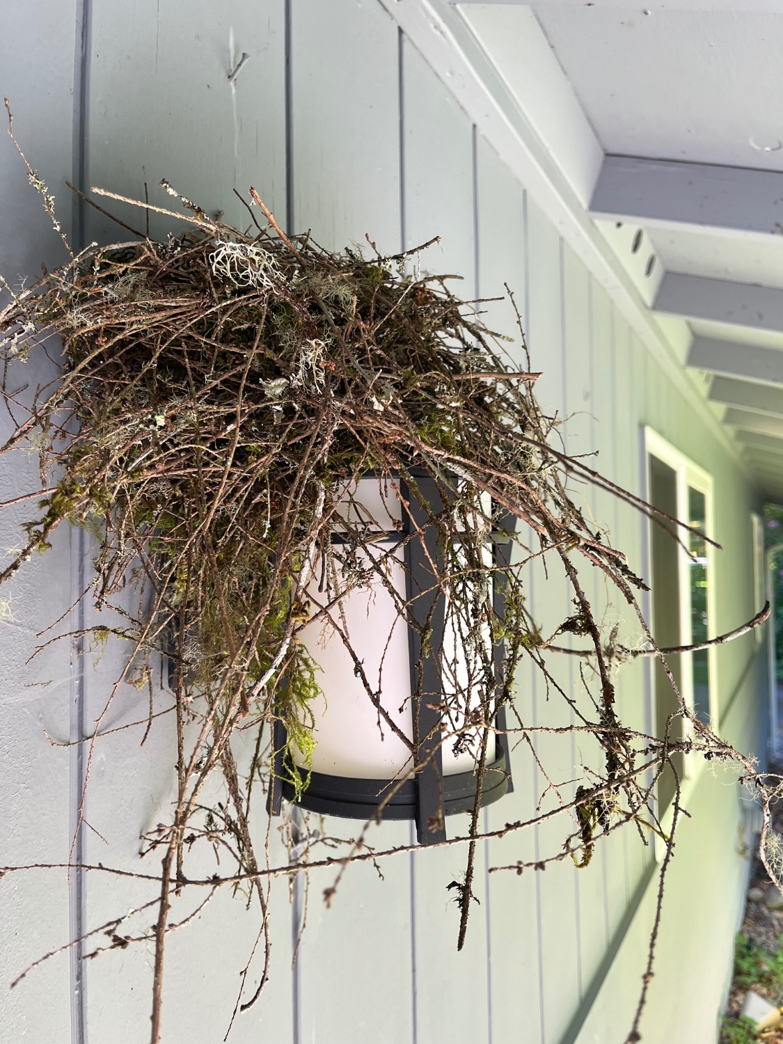 Solve Surprised Robin birds nest jigsaw puzzle online with 252 pieces