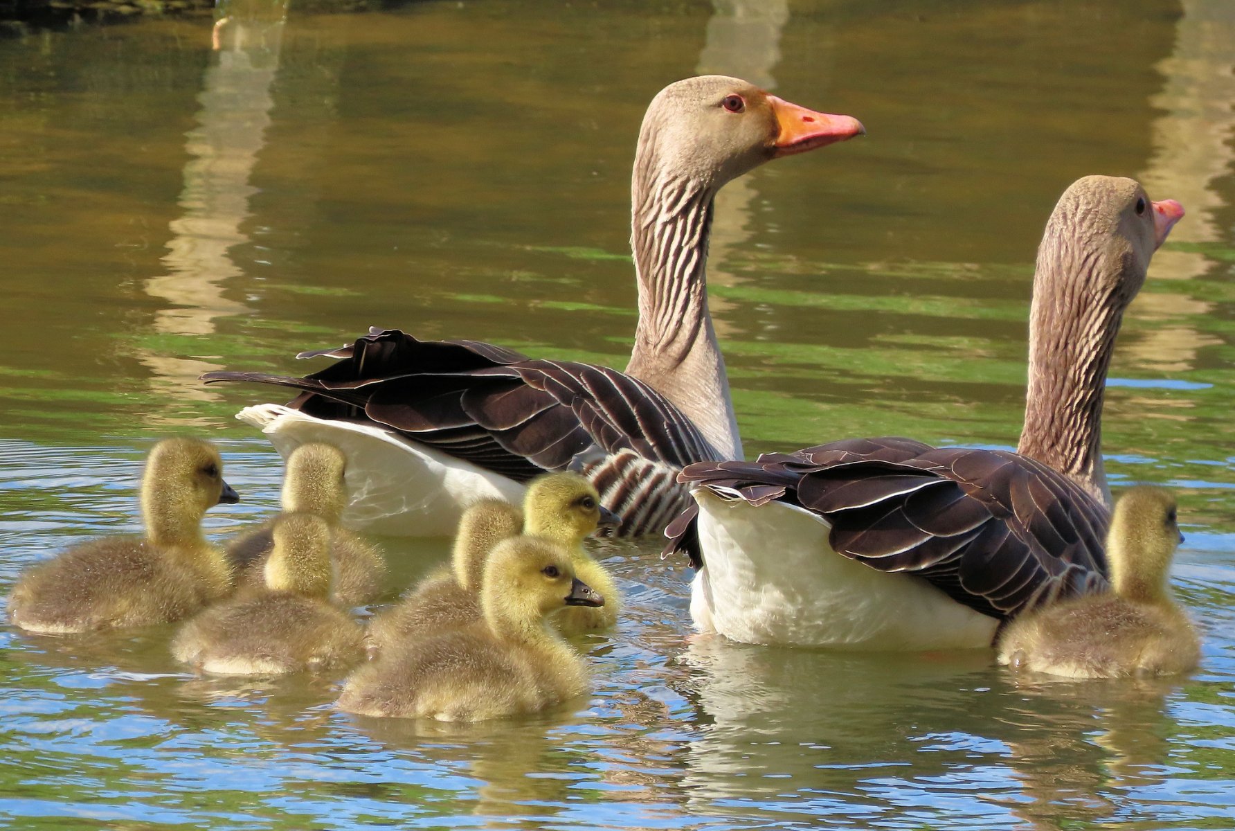 Solve greylag family (grauwe gans familie) jigsaw puzzle online with 54 ...