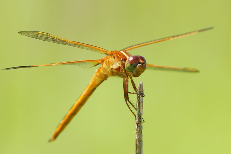 Solve 023 Needham's Skimmer (f) by Greg Lavaty jigsaw puzzle online ...