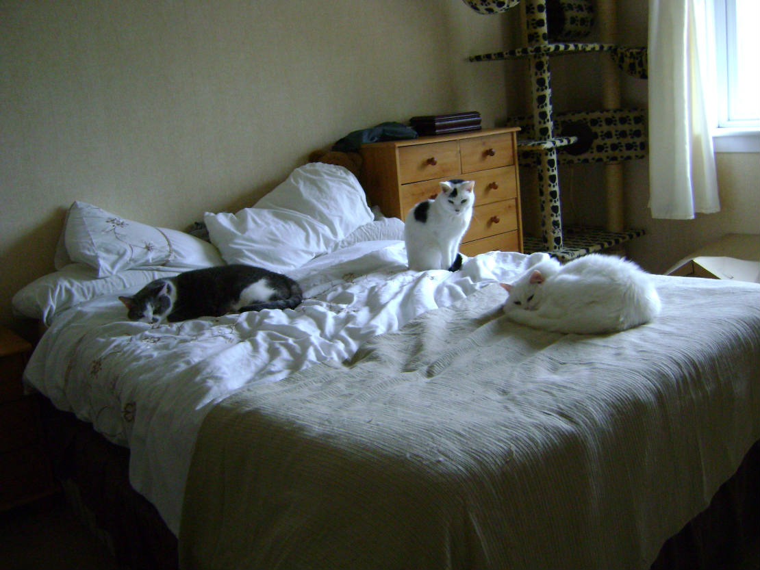 Solve Freya, Ash and Tyr - Don't forget to bring back tuna! jigsaw ...