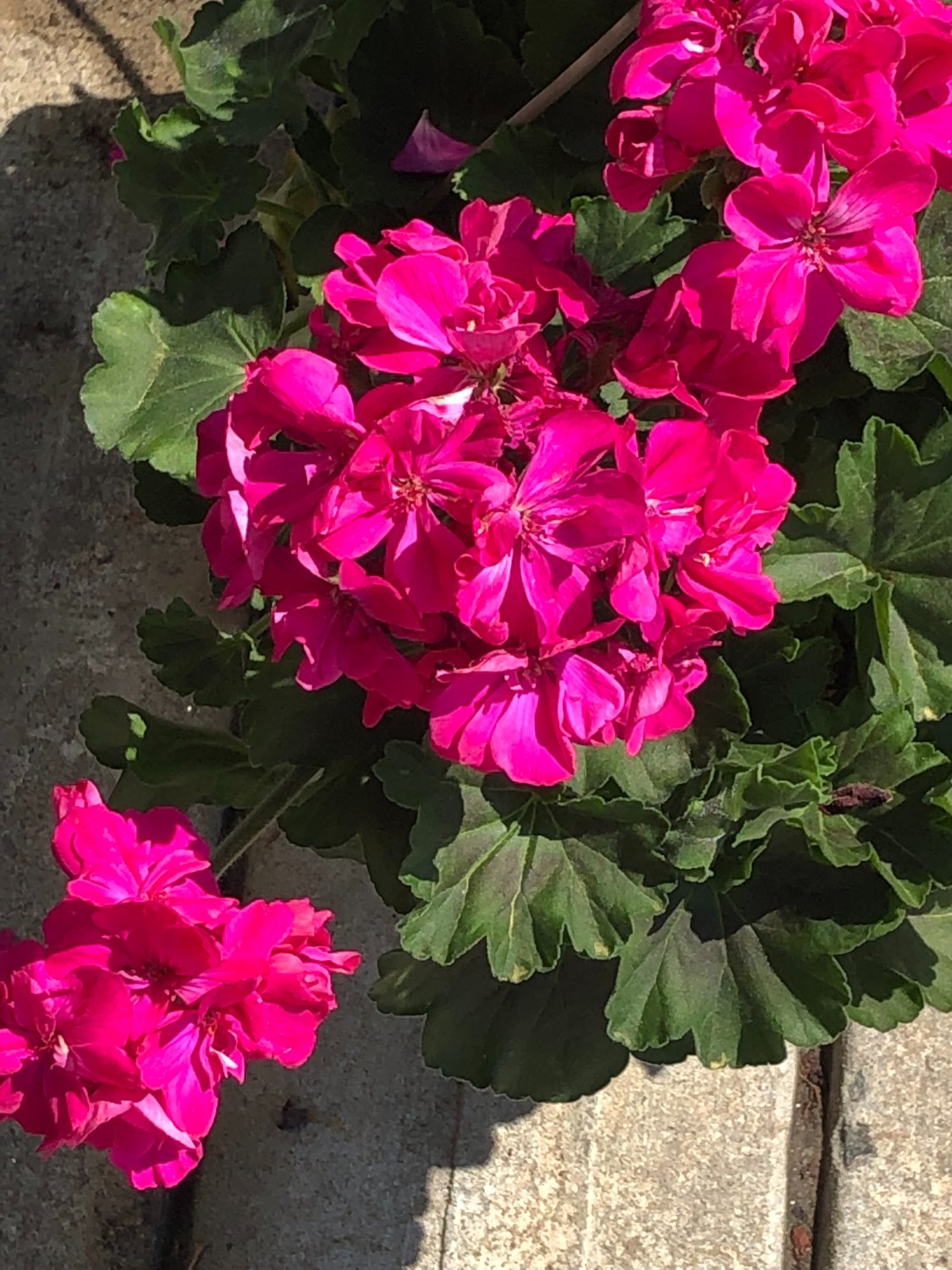 Solve Geraniums jigsaw puzzle online with 63 pieces