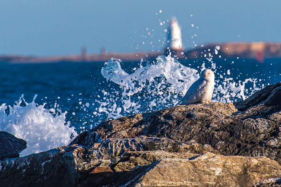 Solve Snowy owl on a rock at Sachuest Point in Rhode Island, with ...