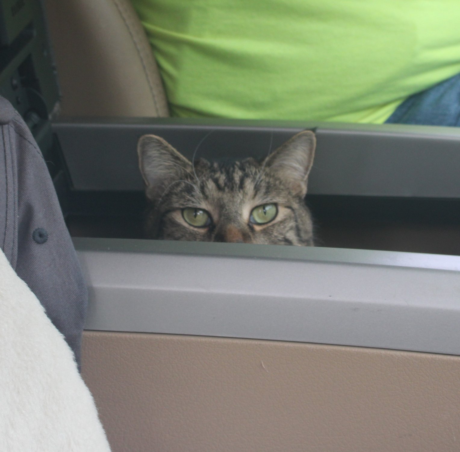 Solve Gabi in console readt to roll jigsaw puzzle online with 81 pieces