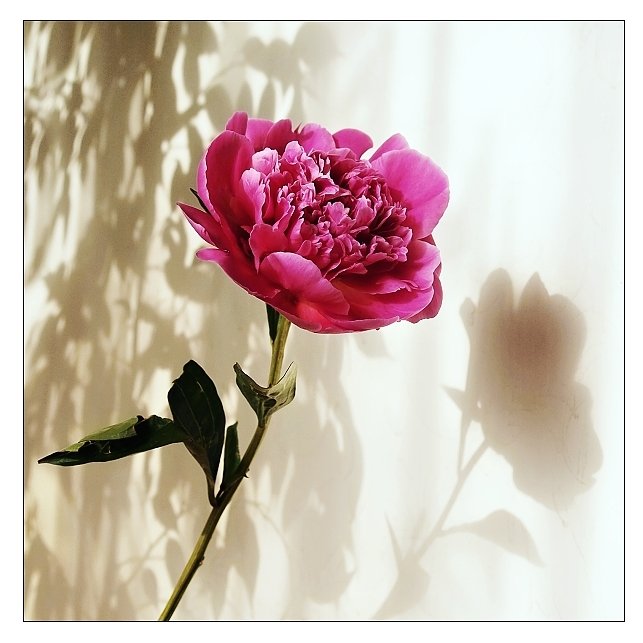 Solve Shadow play jigsaw puzzle online with 64 pieces