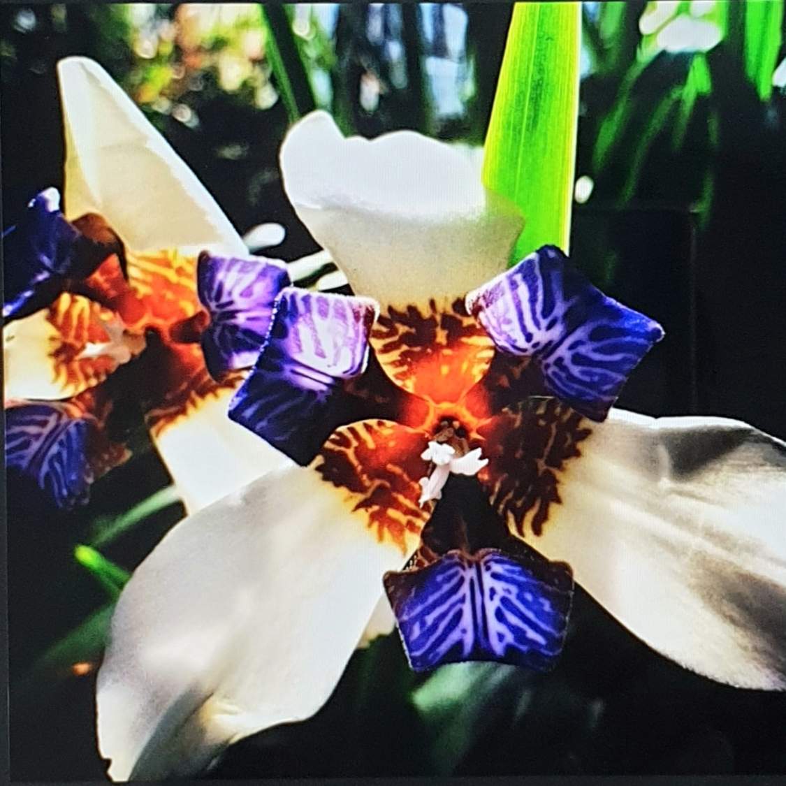 Solve EXOTIC ORCHID BLOOMS jigsaw puzzle online with 49 pieces