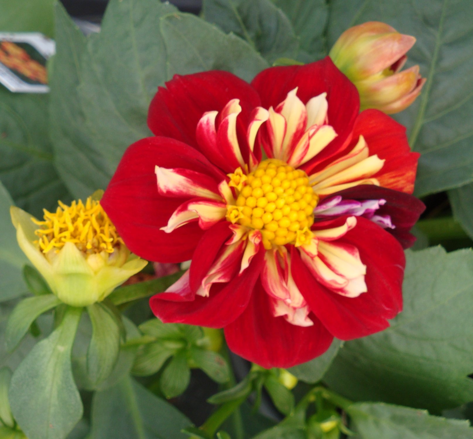 Solve Flower jigsaw puzzle online with 306 pieces