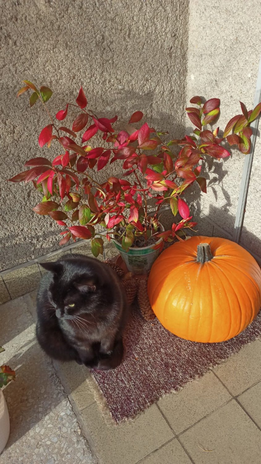 Jigsaw Puzzle | 40 pieces | Podzim - Fall - Autumn - Herbst | Jigidi