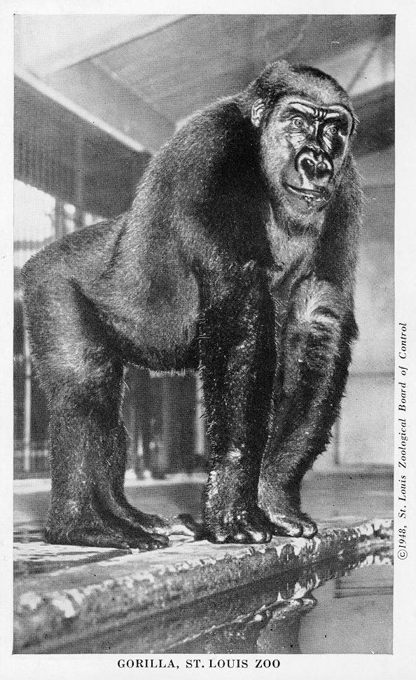 Solve Postcard - 1948, St. Louis Zoo jigsaw puzzle online with 135 pieces