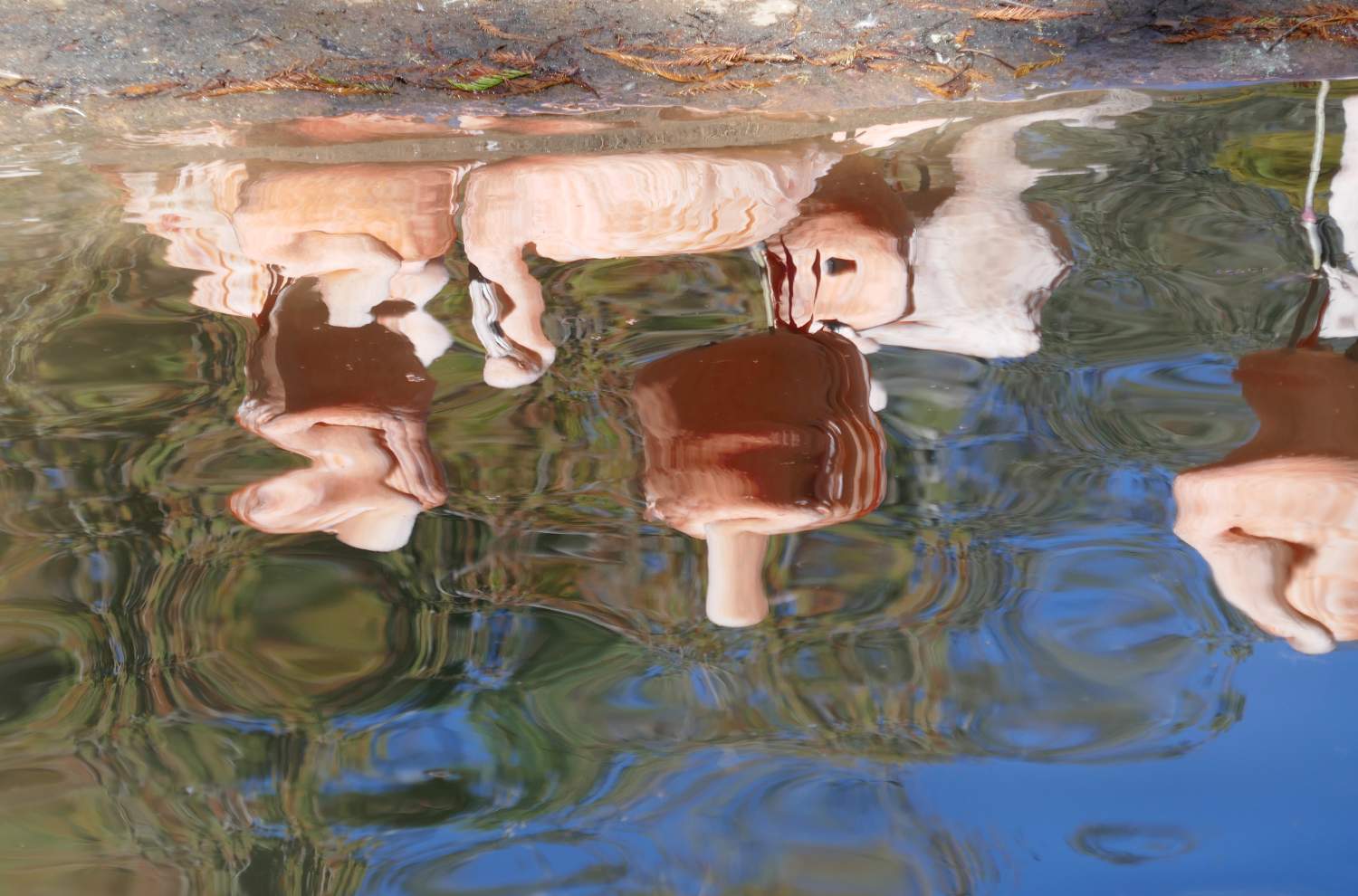 Solve Reflections of a popular zoo animal jigsaw puzzle online with 96 ...