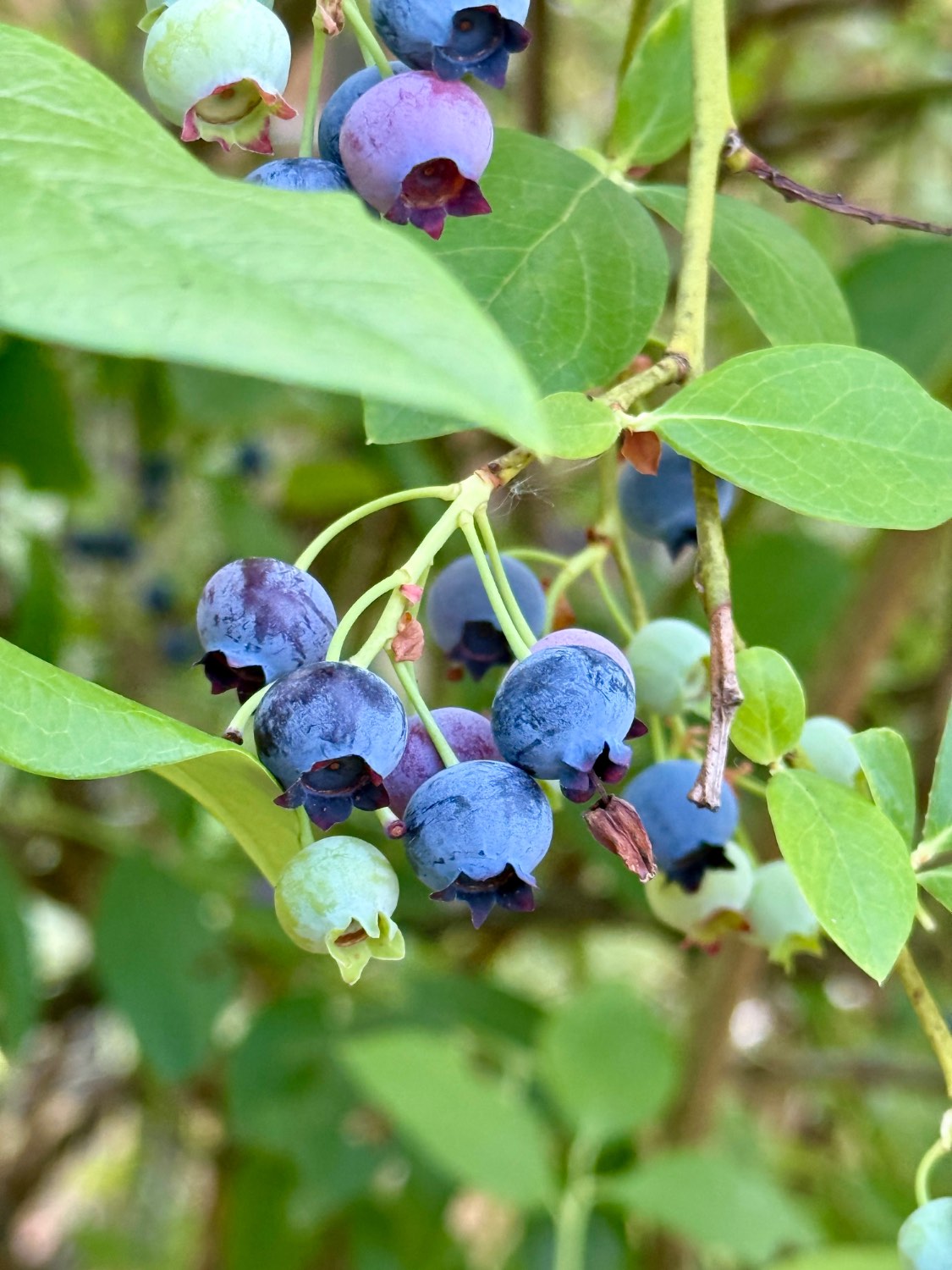 Solve Blueberries ready to pick jigsaw puzzle online with 130 pieces