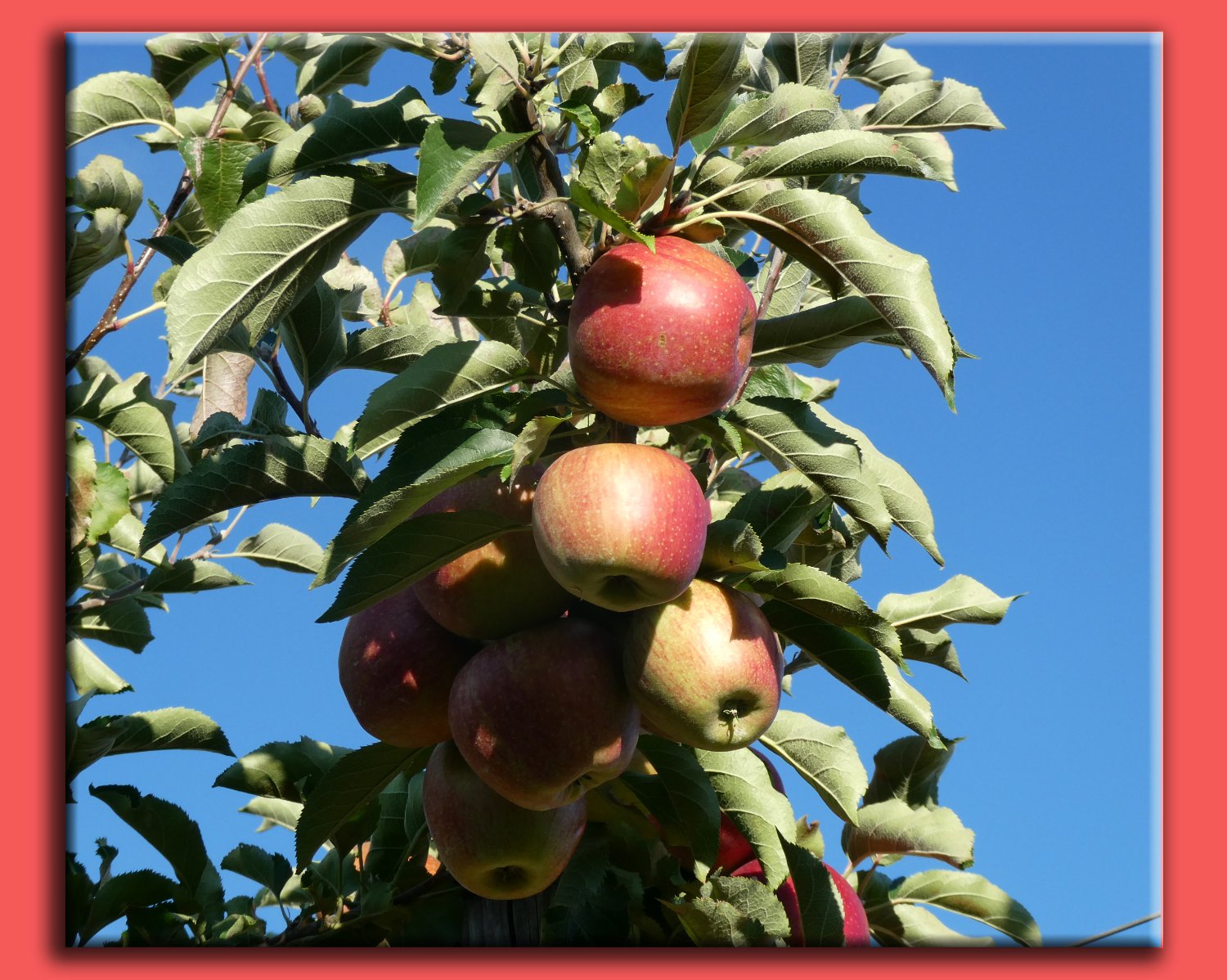 Jigsaw Puzzle | Apples just before picking. Appels juist voor de pluk ...