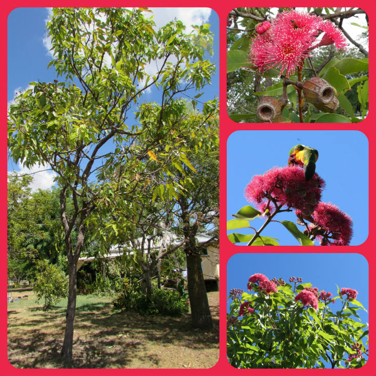 Jigsaw Puzzle | 16 pieces | My Red Flowering Gum Tree Collage. Smaller ...