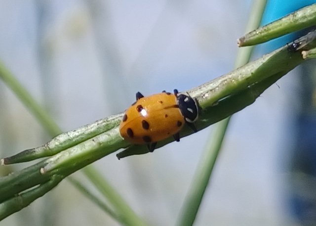 Solve Ladybug, Buena Vista Park, Vista, California jigsaw puzzle online ...