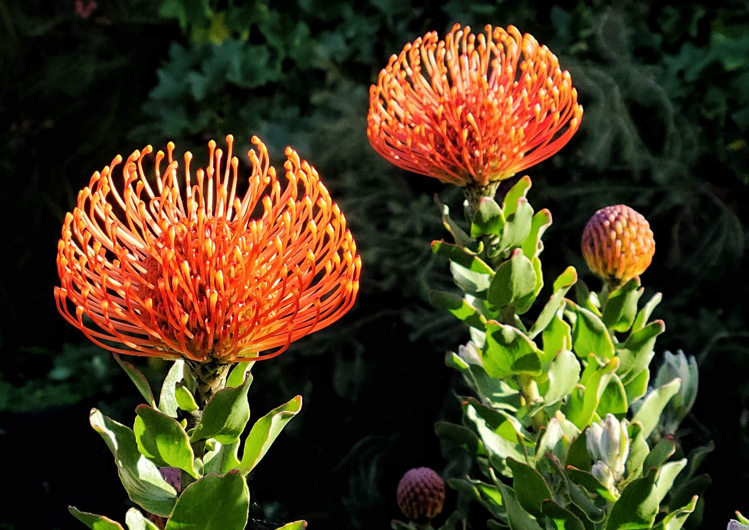 Solve Protea in Bloom jigsaw puzzle online with 70 pieces