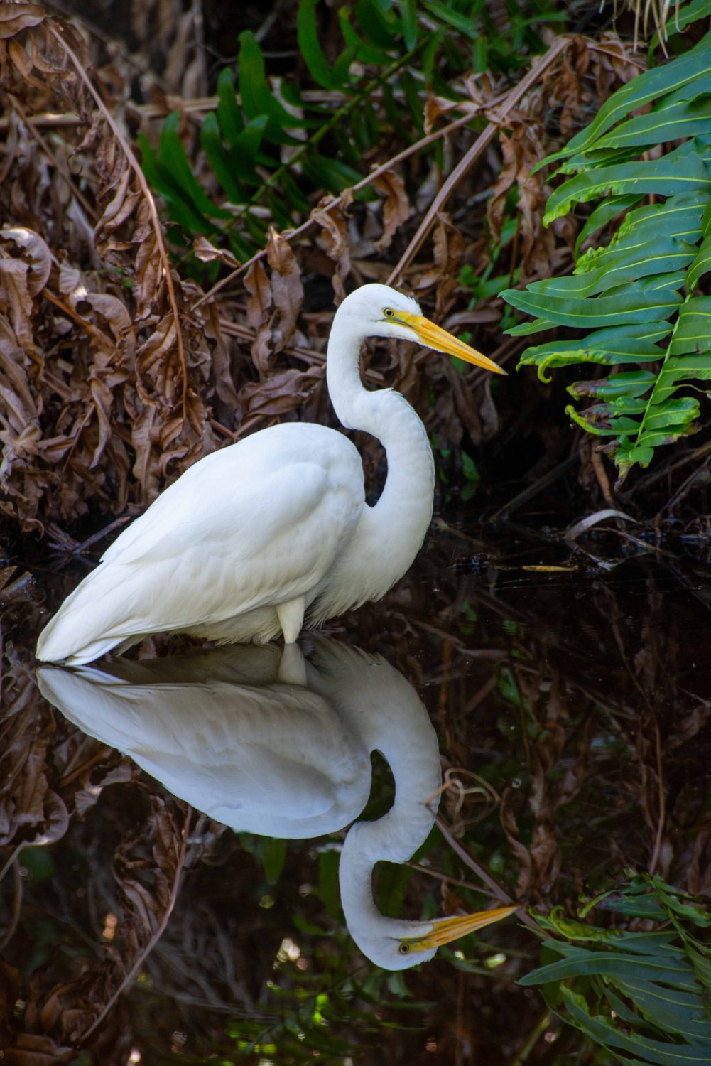 Solve Great Egret jigsaw puzzle online with 126 pieces