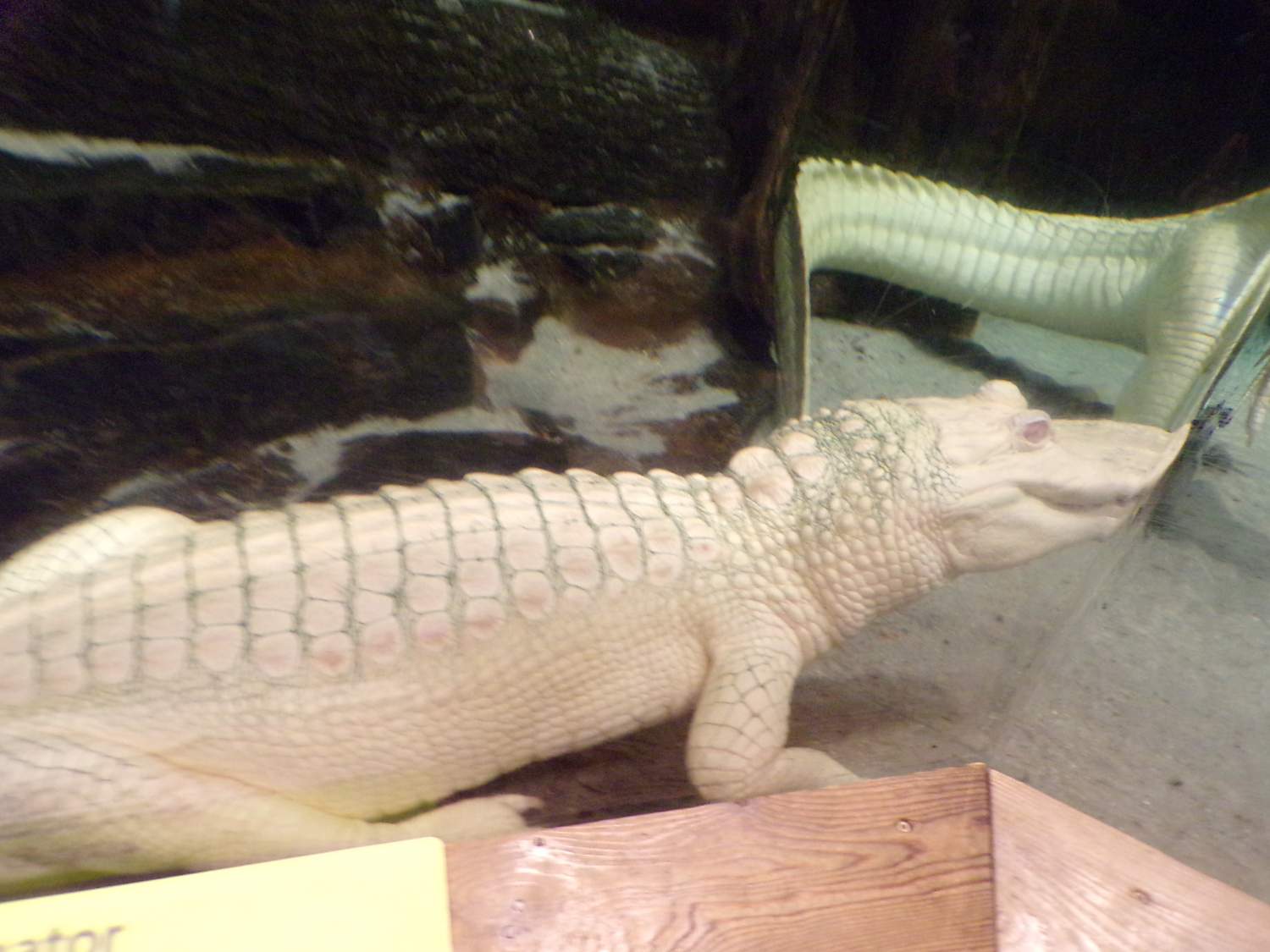 Solve BALTIMORE AQUARIUM WHITE ALLIGATOR jigsaw puzzle online with 99 ...