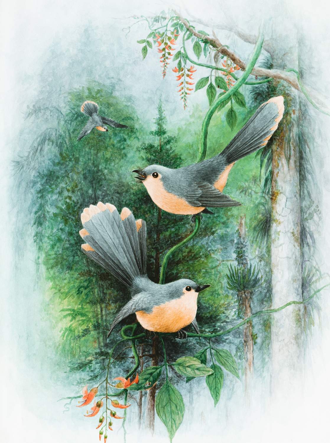 Jigsaw Puzzle | Fantail Wrens | 252 pieces | Jigidi