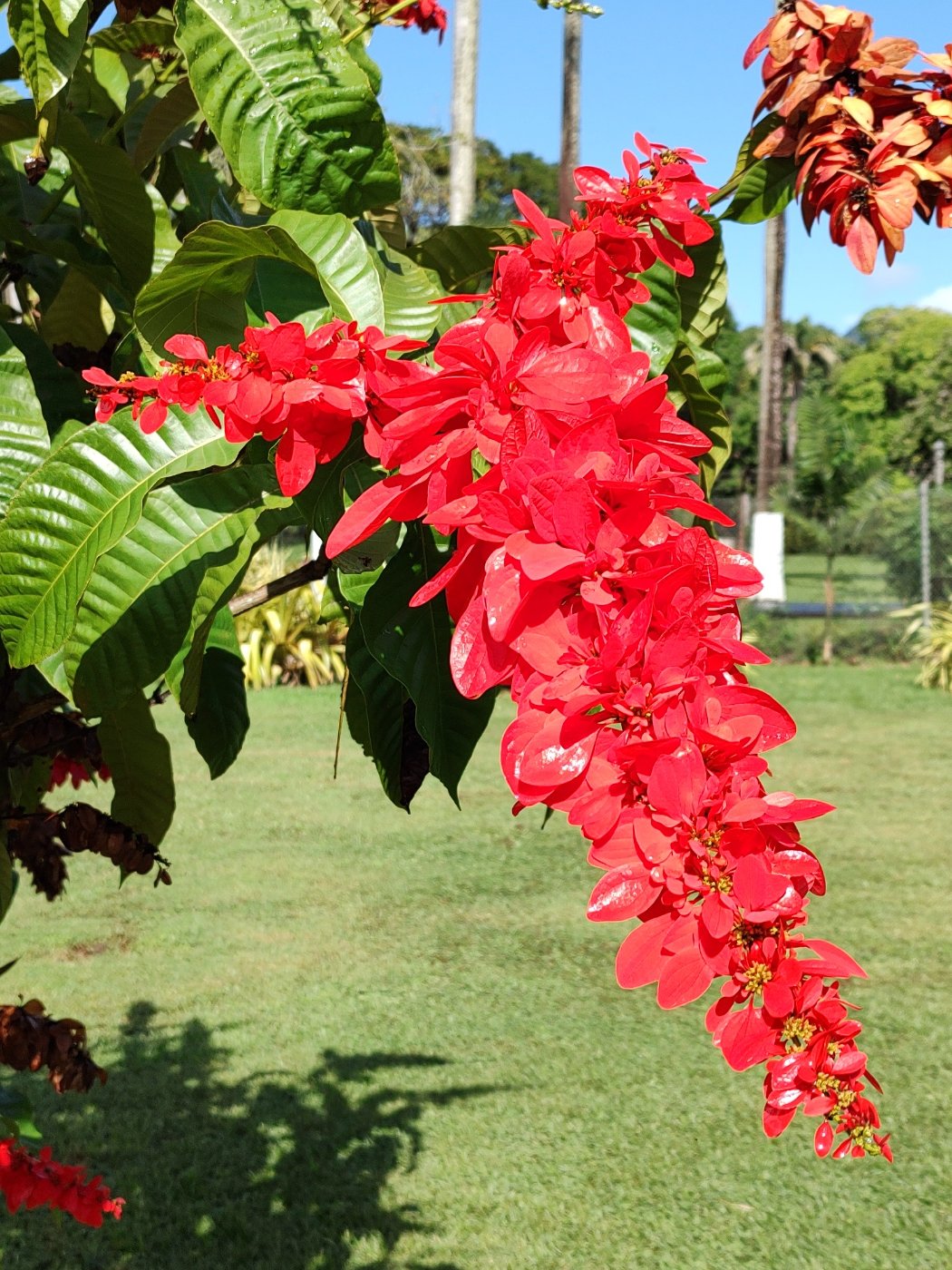 Solve Chaconia - National flower of Trinidad jigsaw puzzle online with ...