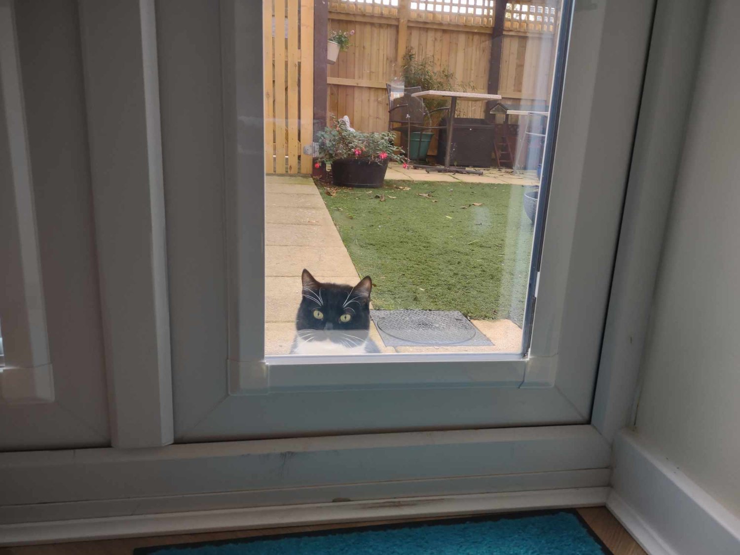 Solve Roxie 372 - Waiting patiently for the magic door to open jigsaw puzzle online with 12 pieces