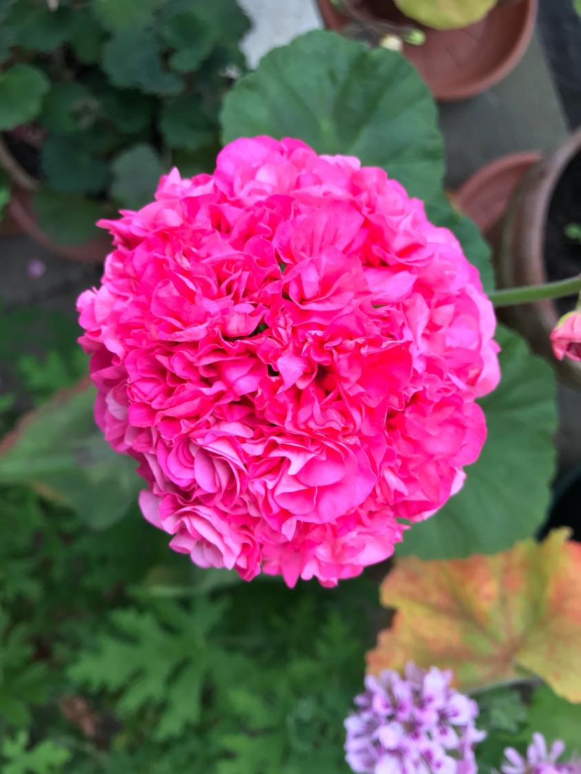 Solve Geranium jigsaw puzzle online with 30 pieces