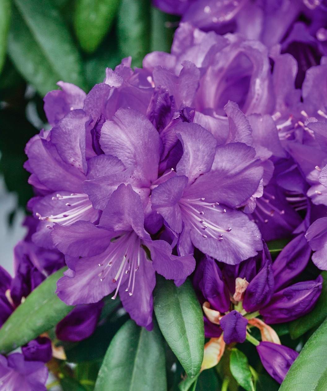 Solve Purple Passion RhoDoDenDron jigsaw puzzle online with 378 pieces