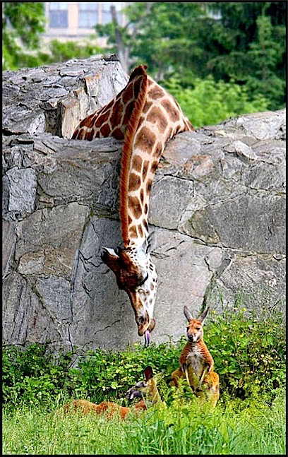 Solve Write a Caption! giraffe/kangaroo jigsaw puzzle online with 35 pieces