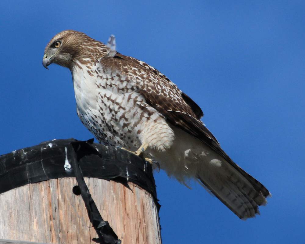 Solve Red-tailed Hawk, Lagoon Trail, Del Mar, California jigsaw puzzle ...
