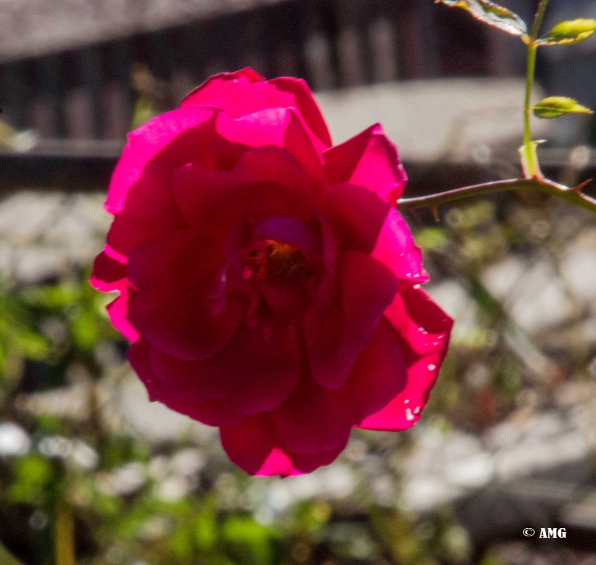 Solve Pinocchio Has A Bloom jigsaw puzzle online with 9 pieces