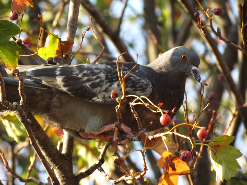 Jigsaw Puzzle | 80 pieces | bird | Jigidi