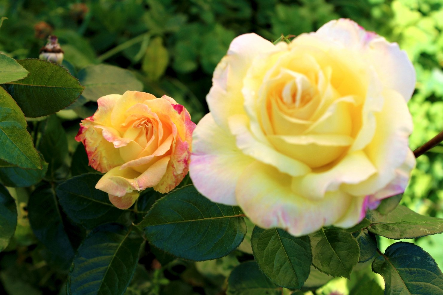 Solve Na jednom keři - On one bush jigsaw puzzle online with 15 pieces