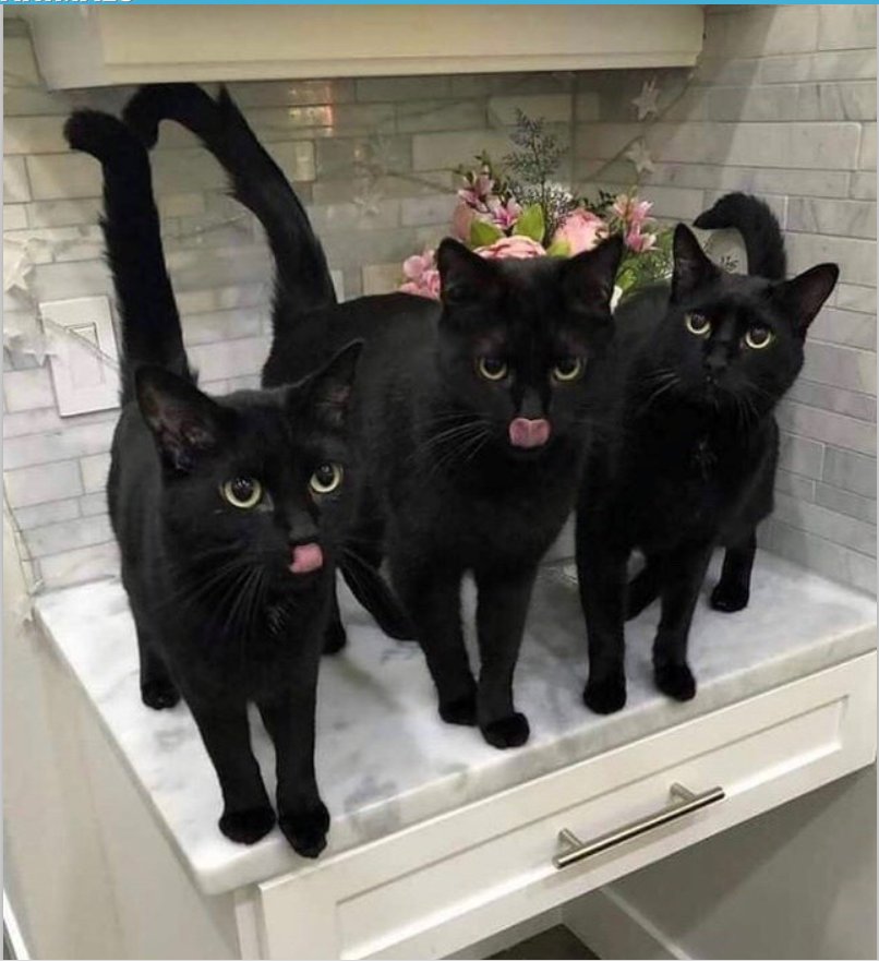 Solve Beautiful Triplets jigsaw puzzle online with 16 pieces