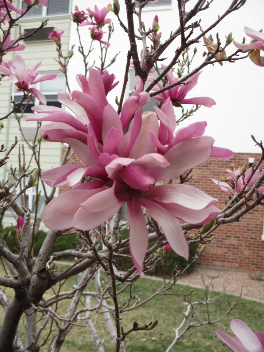 Solve Happy tree blooming early jigsaw puzzle online with 30 pieces