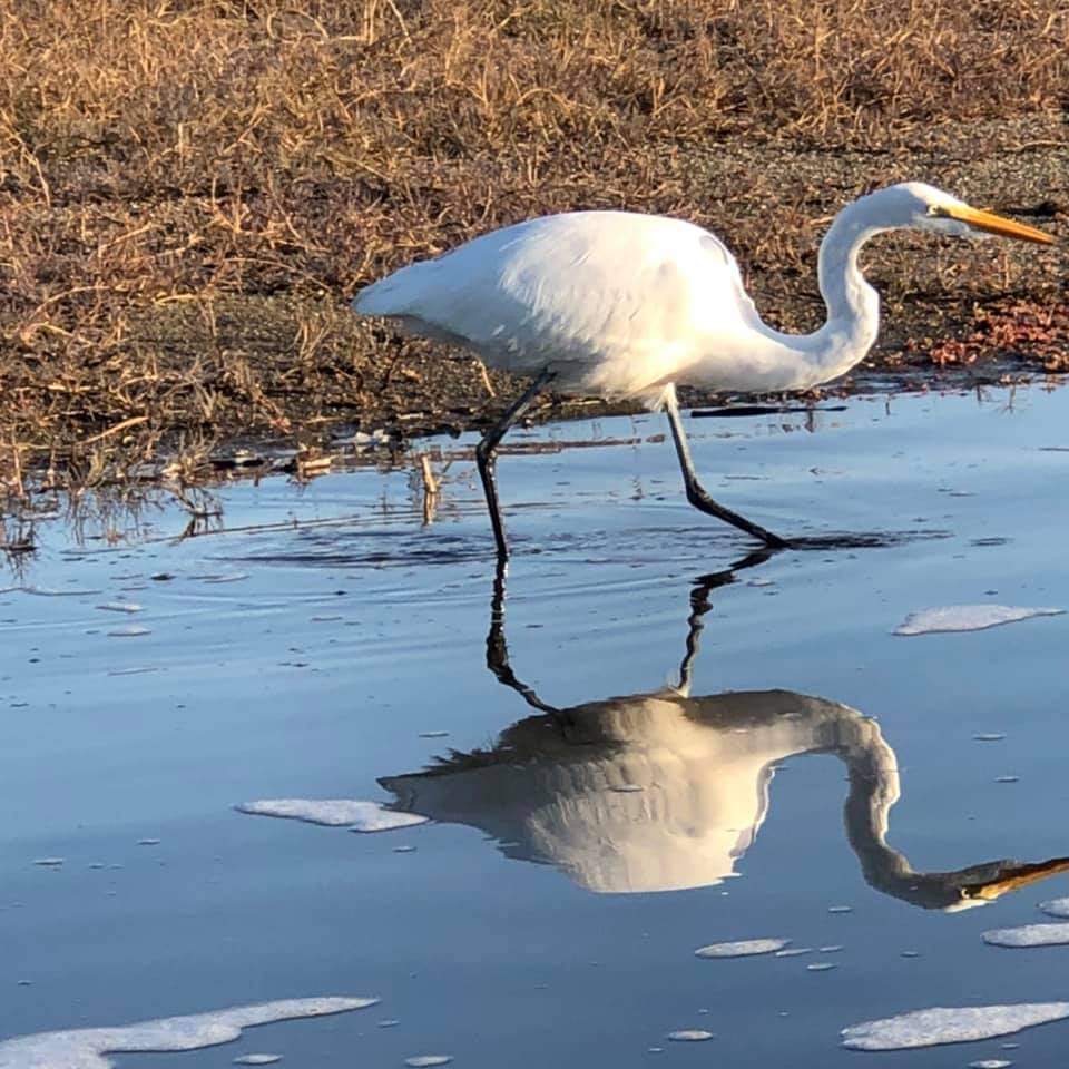 Solve egret jigsaw puzzle online with 81 pieces