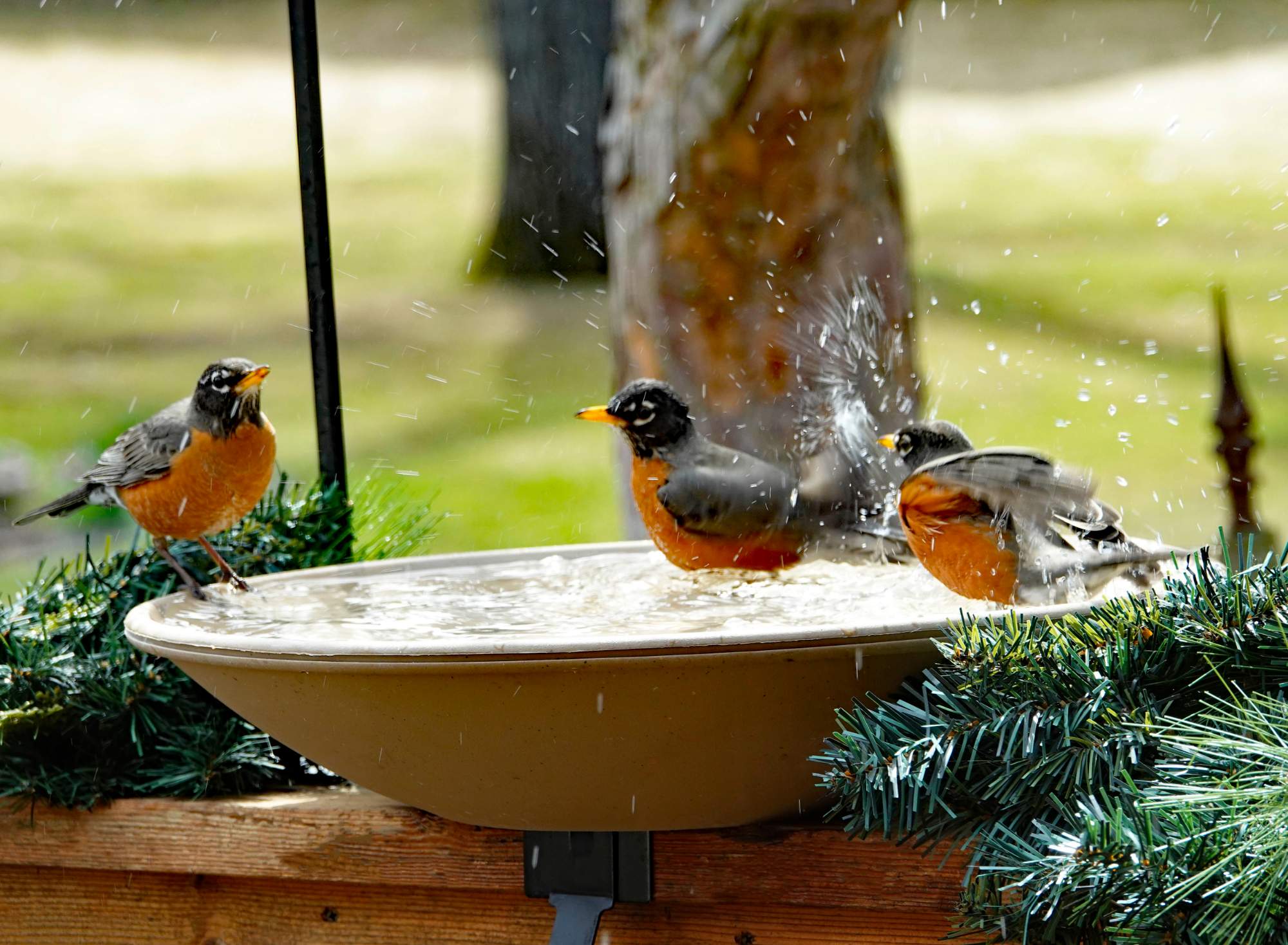 Solve Robin Pool Party jigsaw puzzle online with 300 pieces