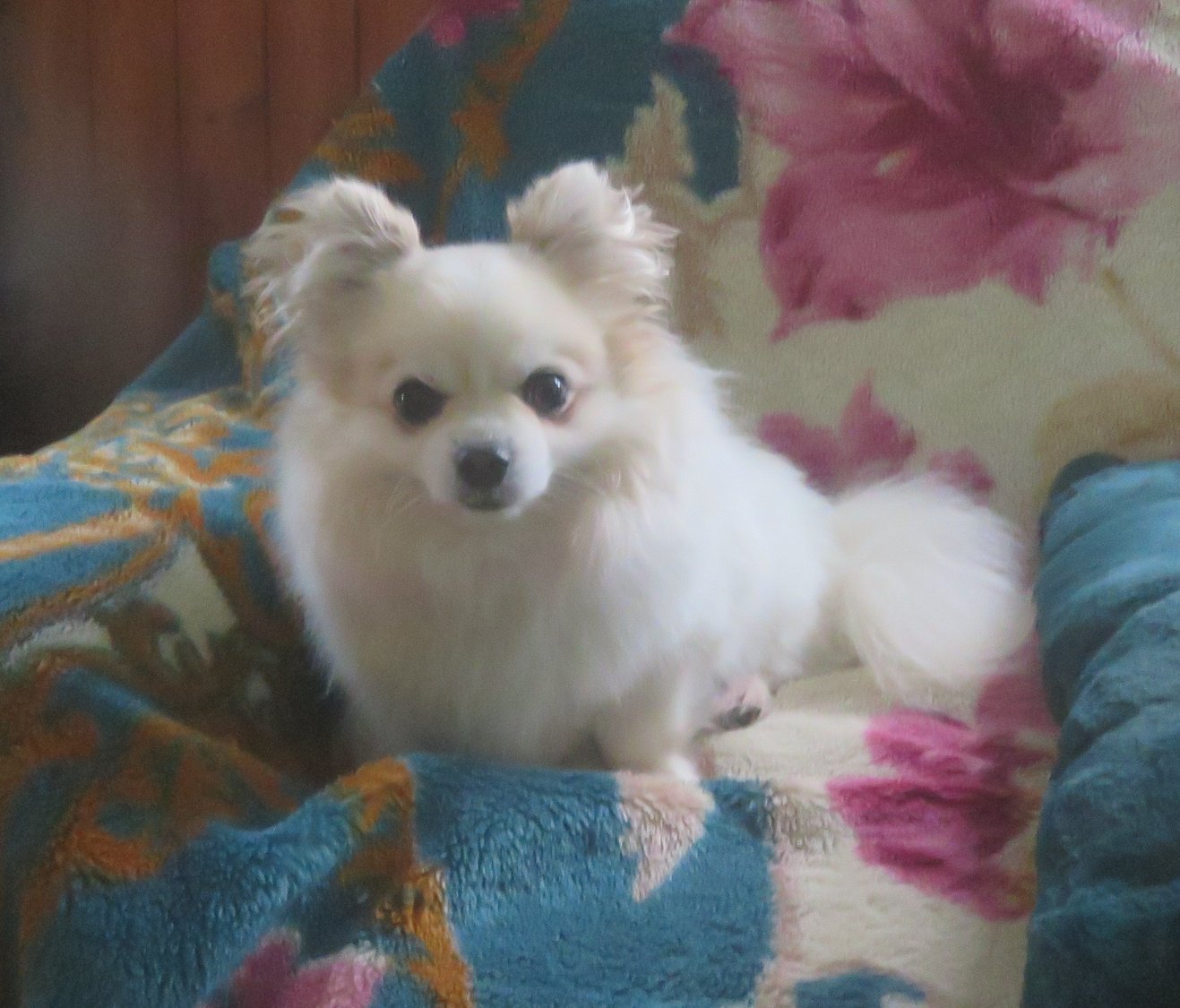 Solve Pablo jigsaw puzzle online with 9 pieces