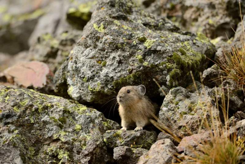 Solve The Elusive Ili Pika, the Ultimate Hide and Seek Champion jigsaw ...