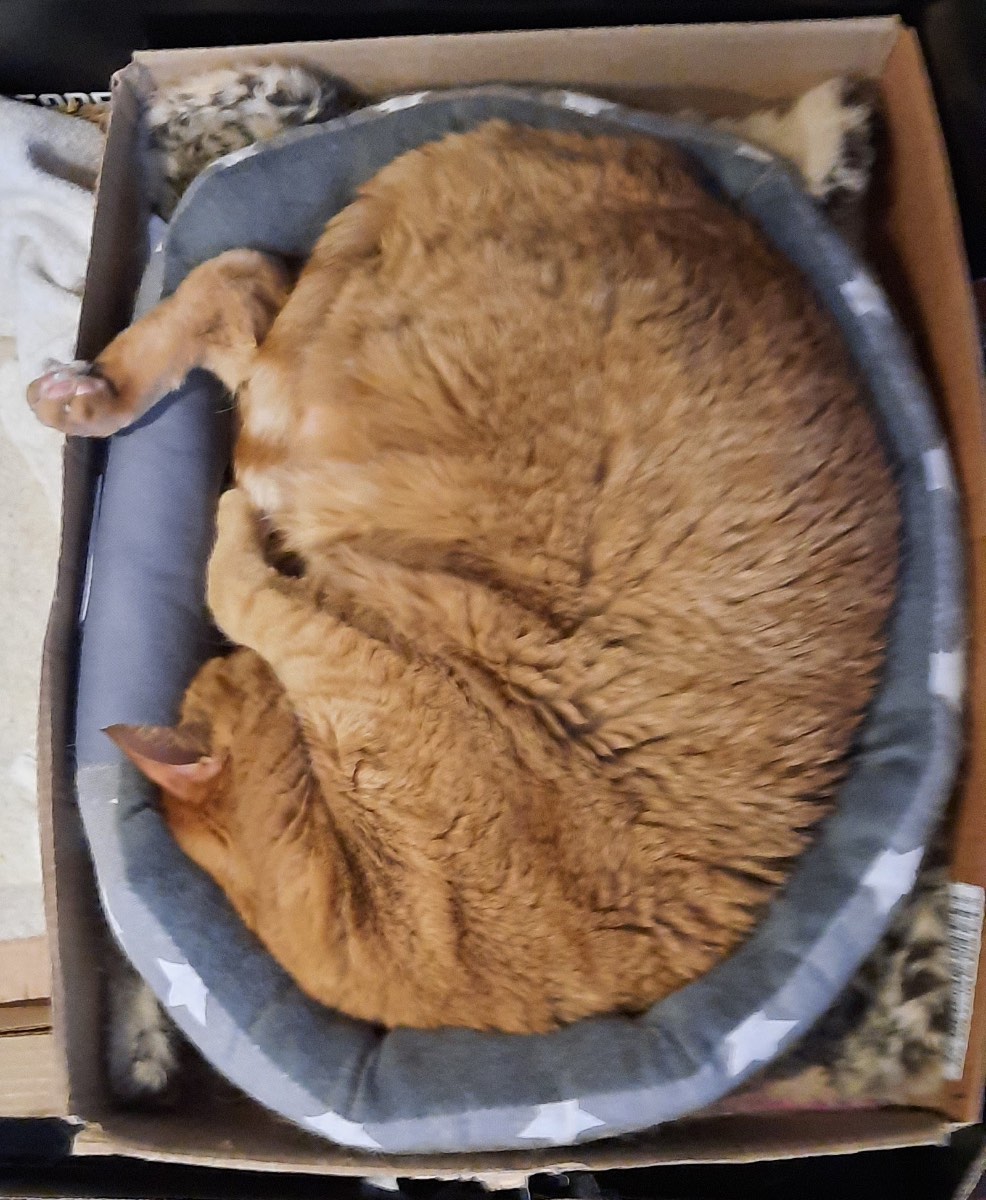 Solve Mango_20240302 jigsaw puzzle online with 30 pieces