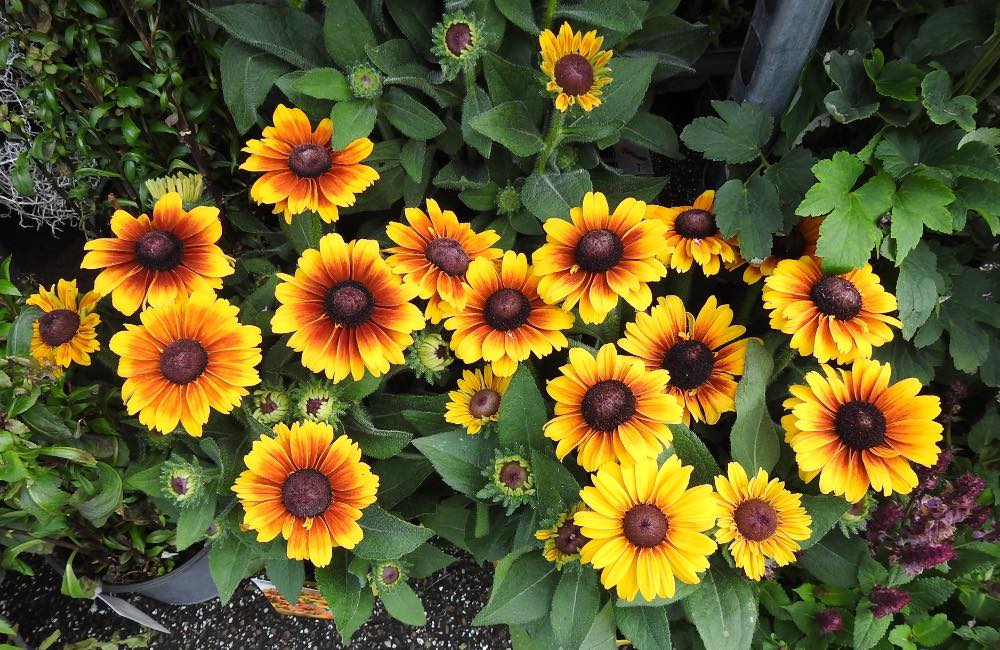 Solve cute little flowers jigsaw puzzle online with 12 pieces