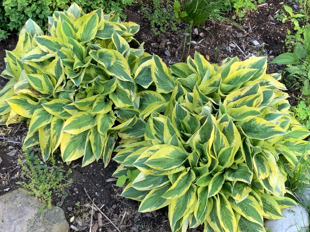 Solve Hosta “Mouse Ears (variegated)” jigsaw puzzle online with 130 pieces