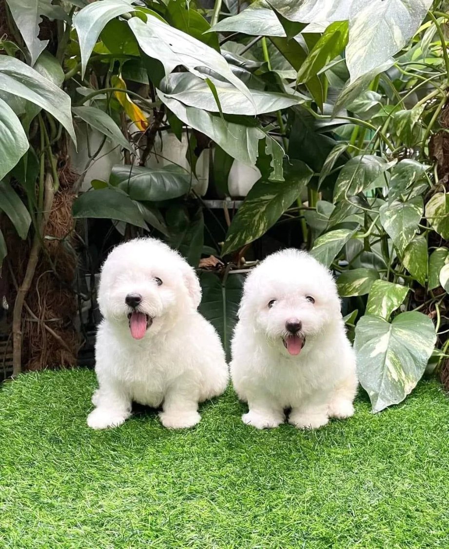 Solve Equally adorable Balls of Floof jigsaw puzzle online with 12 pieces