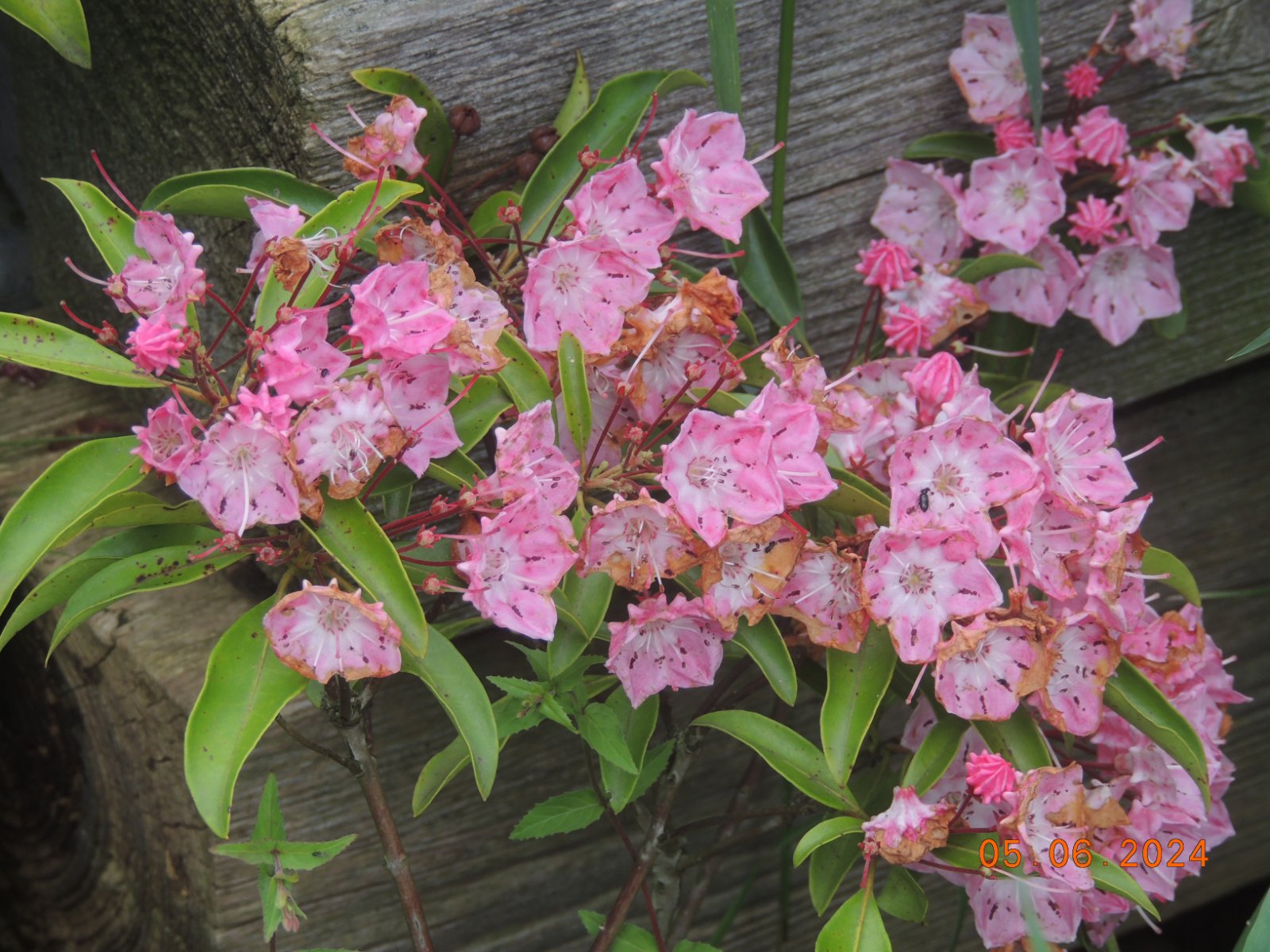 Jigsaw Puzzle | 48 pieces | Kalmia | Jigidi