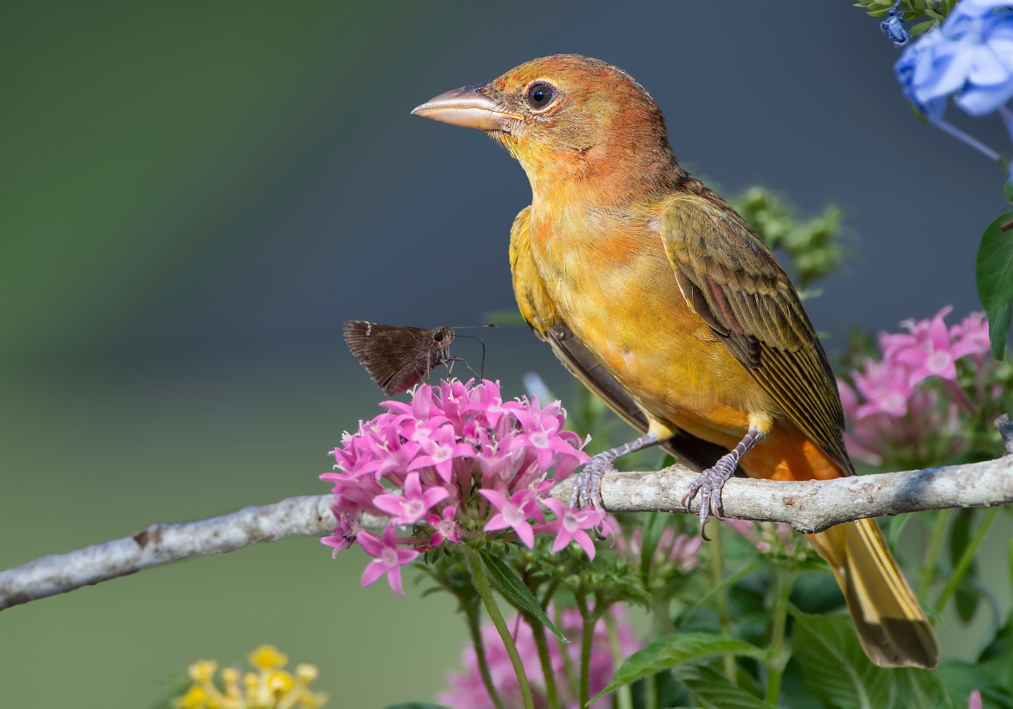Solve Summer Tanager in Flower Garden jigsaw puzzle online with 70 pieces