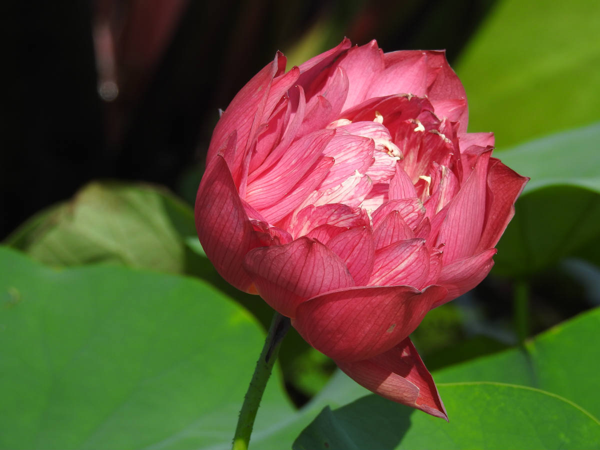 Solve Nelumbo 'Xin Xue' Heart Blood Lotus jigsaw puzzle online with 108 ...