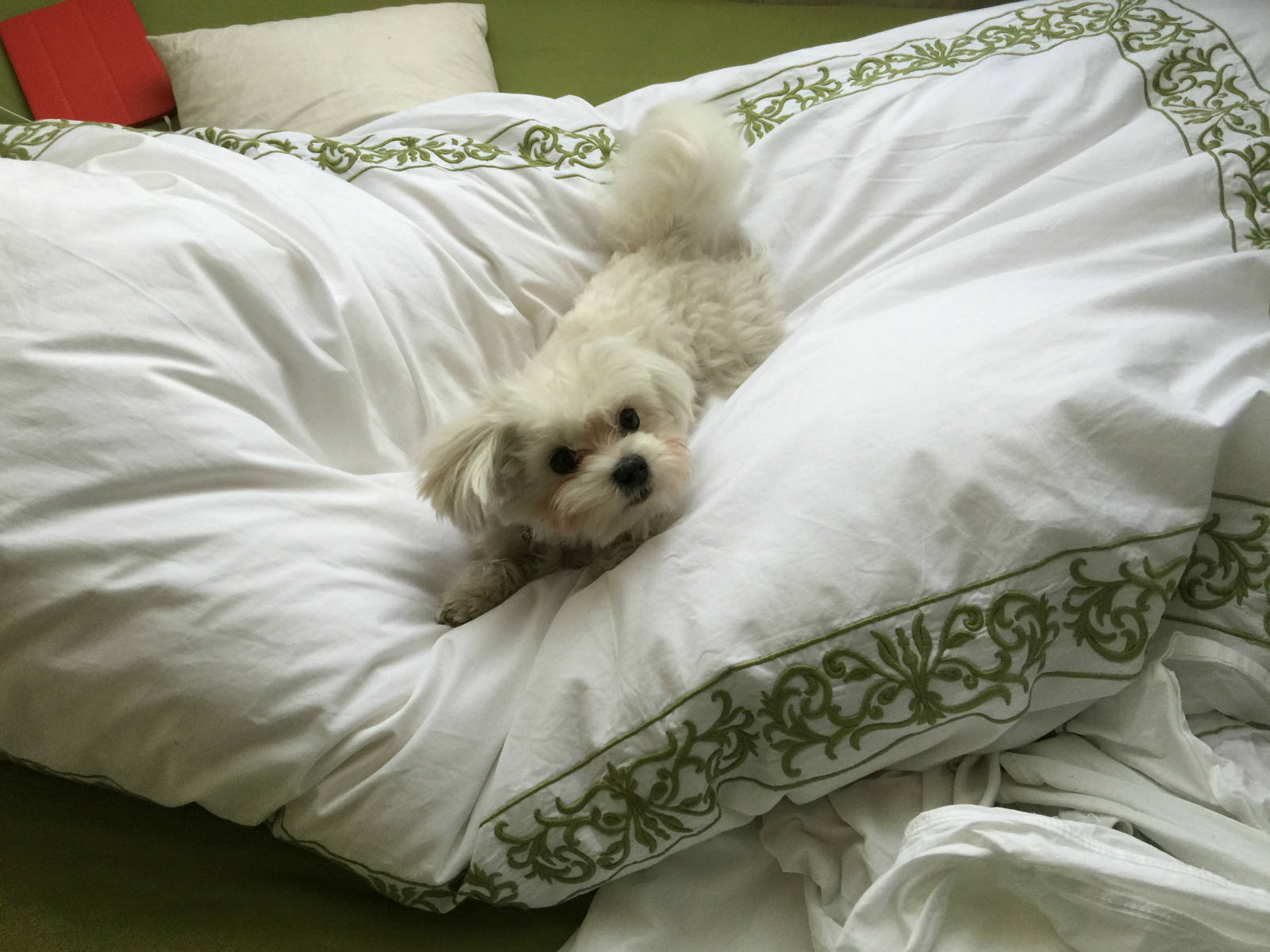 Solve Puzzle A 1 jigsaw puzzle online with 540 pieces