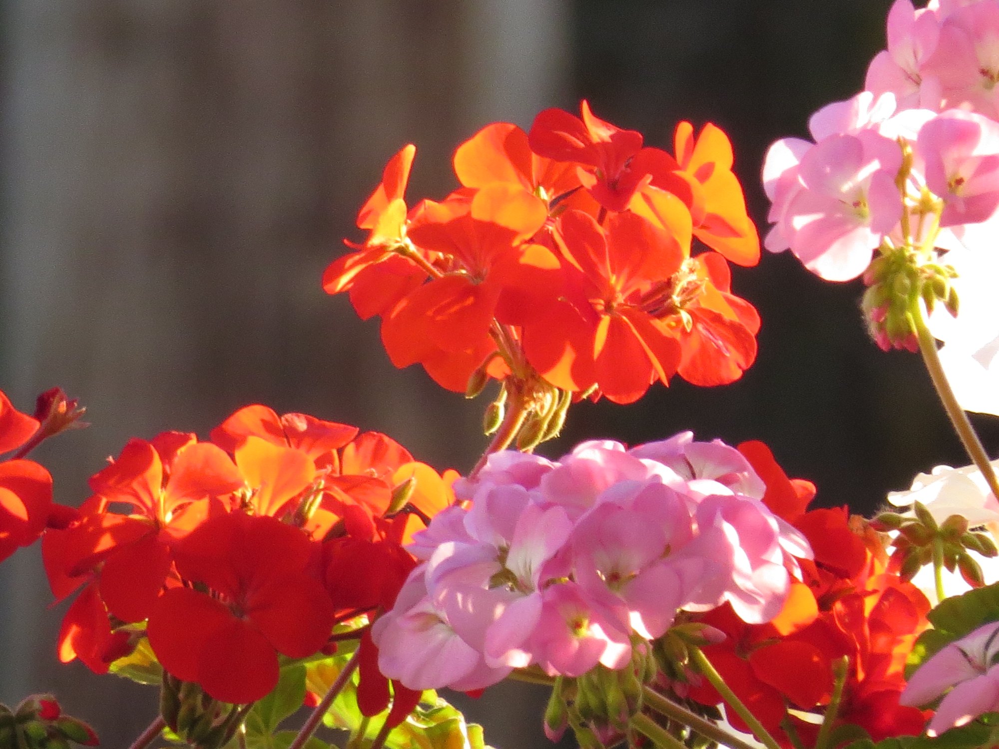 Solve Summer Color jigsaw puzzle online with 88 pieces