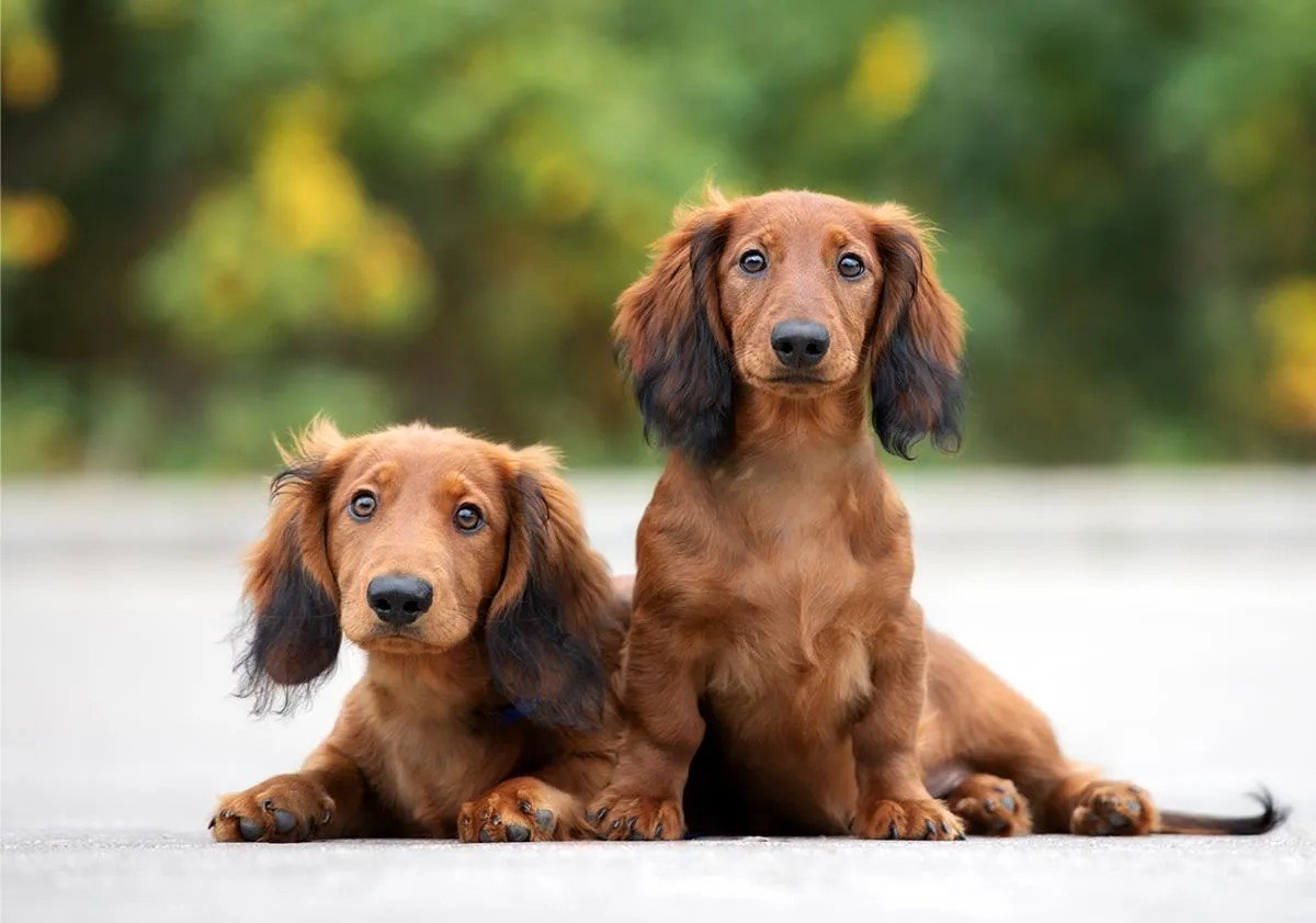 Solve 17 Le teckel jigsaw puzzle online with 48 pieces